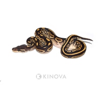 Black Pastel Leopard Blackhead Mojave Ultramel Ball Python by KINOVA ...