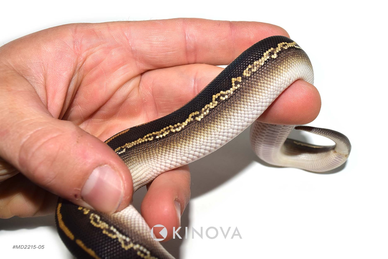 Black Pastel Leopard Blackhead Mojave Het Ultramel Ball Python by KINOVA - MorphMarket