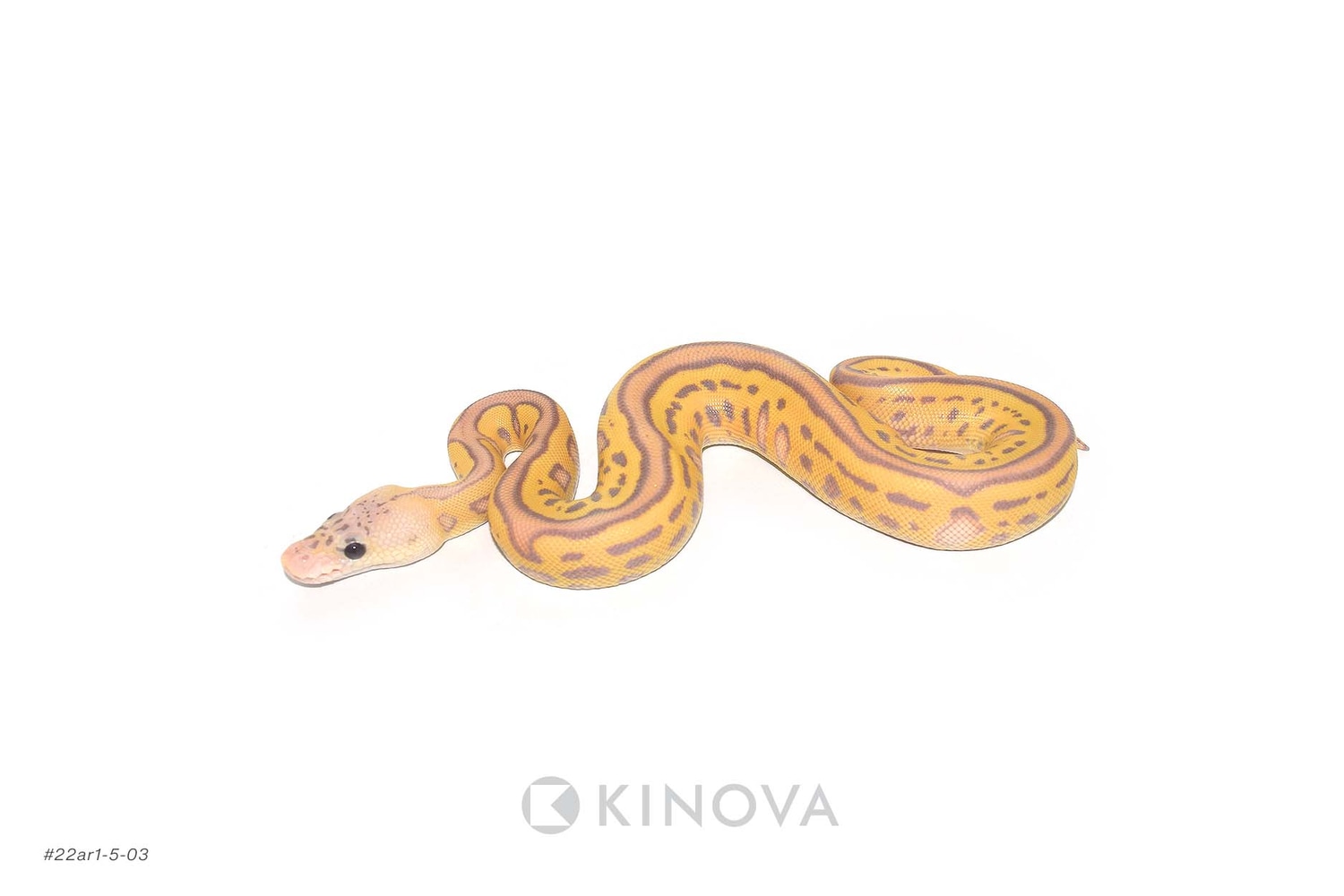 Pastel Leopard Coral Glow Clown Ball Python by KINOVA - MorphMarket