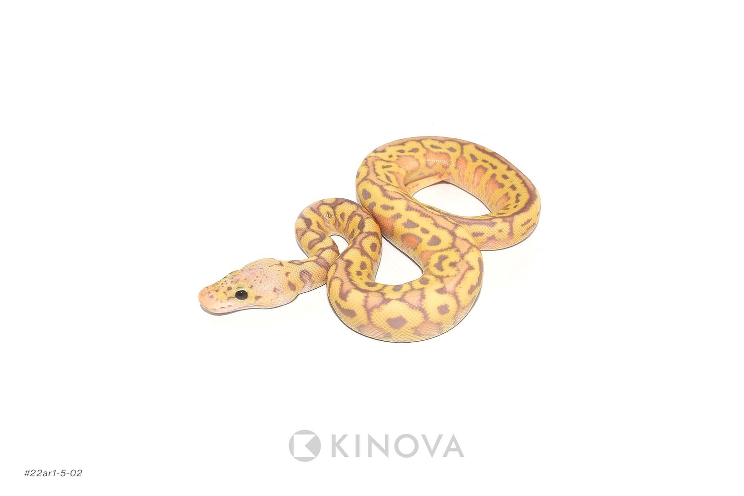 Pastel Spotnose Coral Glow Clown Ball Python by KINOVA - MorphMarket