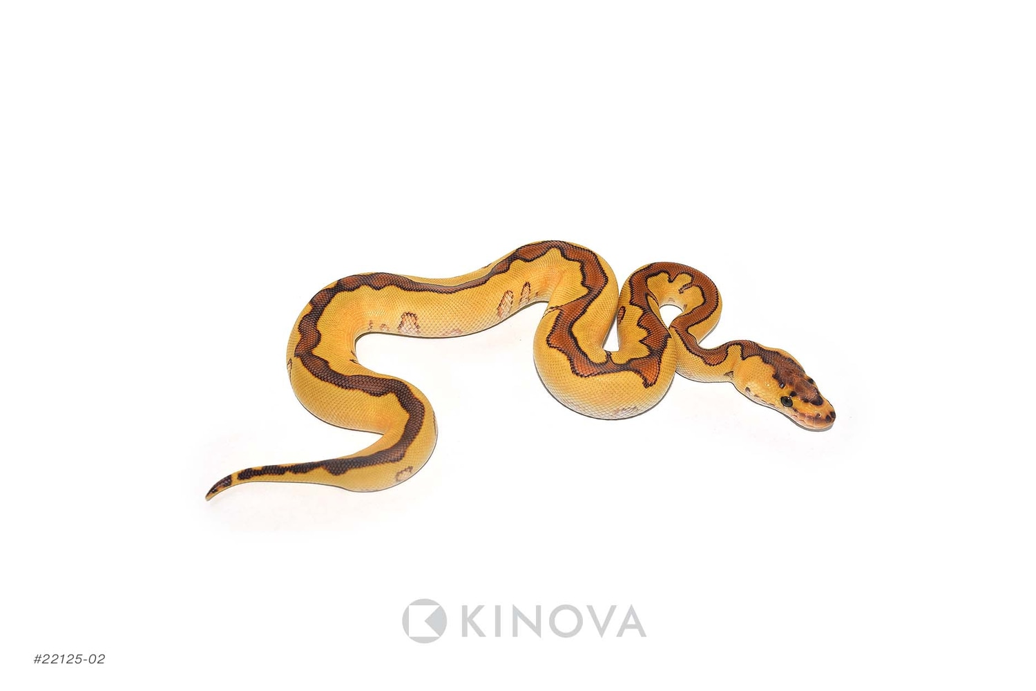 Enchi Special Clown Ball Python by KINOVA - MorphMarket