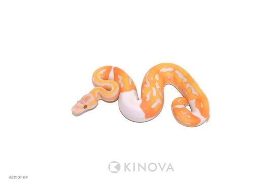 Dreamsicle Ball Python by KINOVA