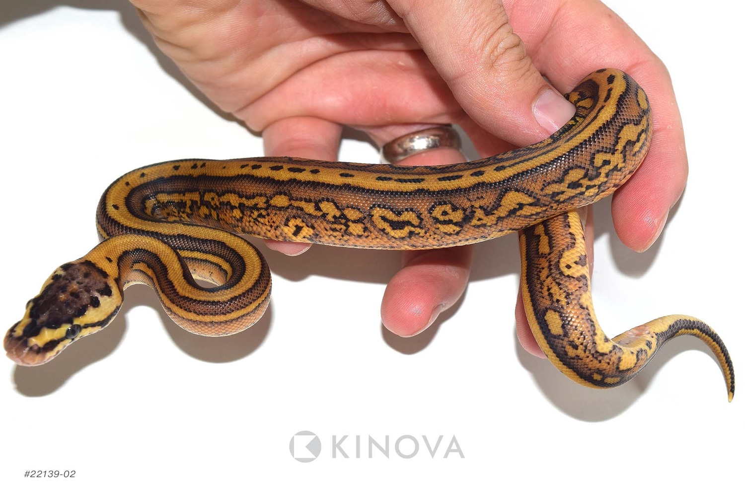 Pastel Redstripe Cypress Leopard Confusion Het Clown Ball Python by ...