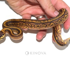 Pastel Redstripe Cypress Leopard Confusion Het Clown Ball Python by KINOVA - MorphMarket