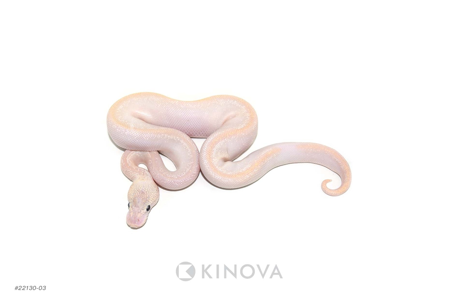 Wookie Leopard Ivory Het Clown (Possible Black Pastel, GHI) Ball Python ...