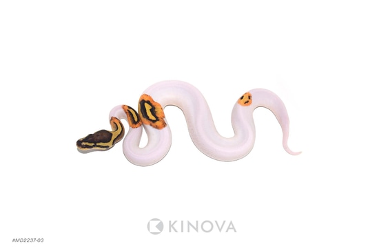 Fire Pied Ball Python by KINOVA