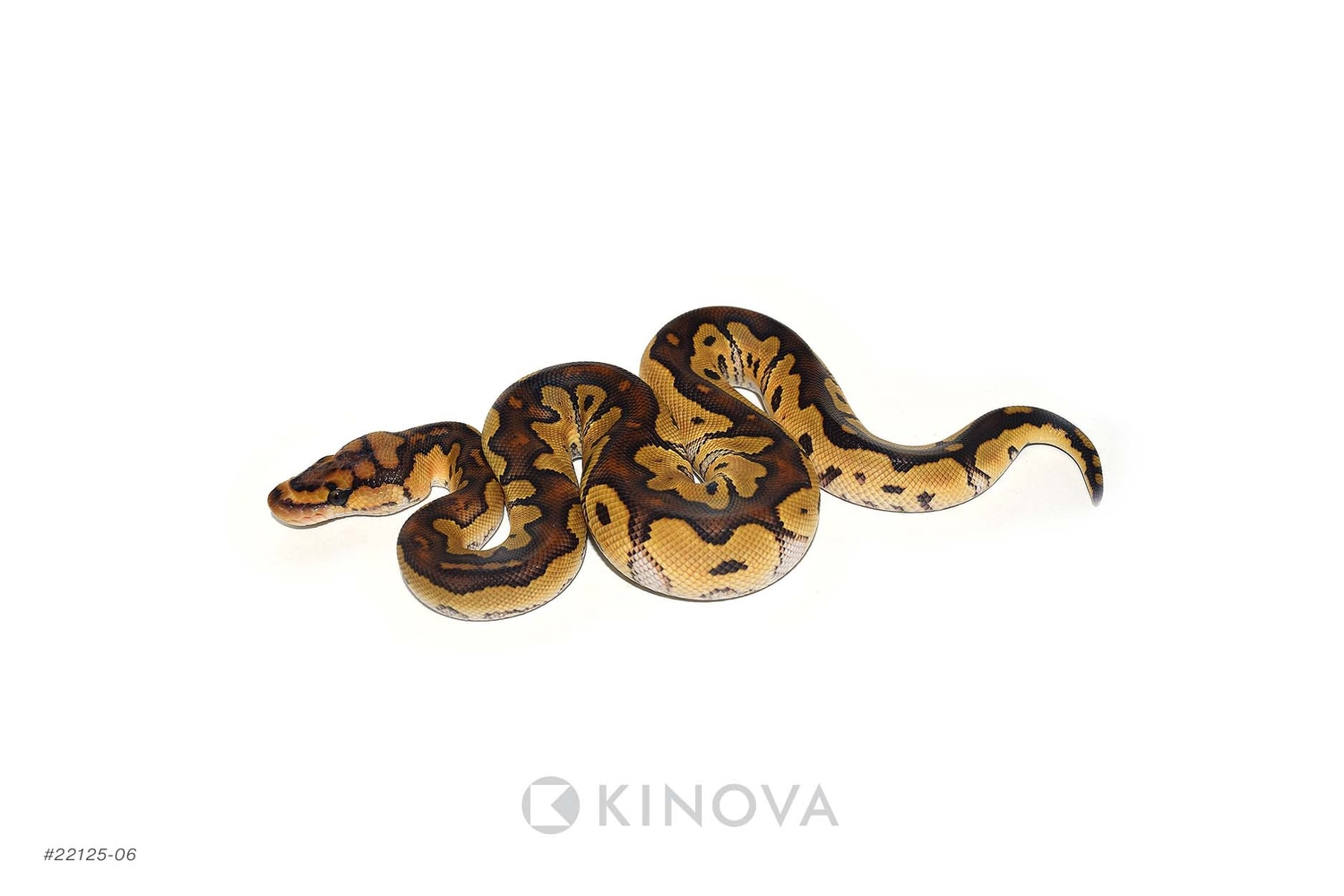 Special Clown Ball Python by KINOVA - MorphMarket