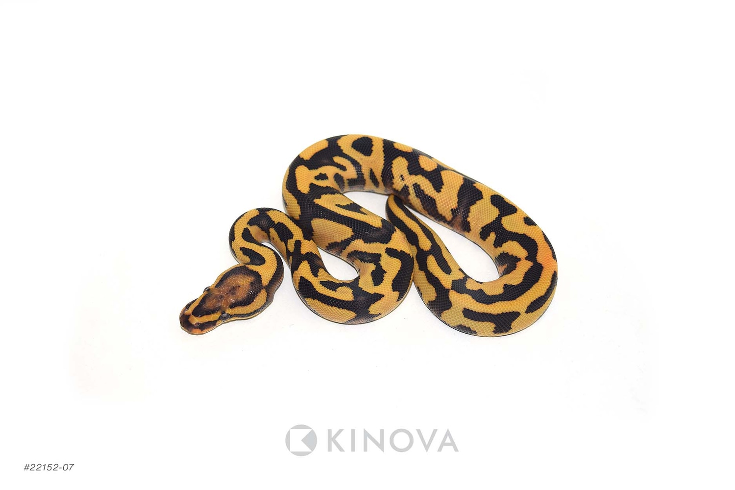 Fire Leopard Desert Ghost Het Clown 50% Het G-Stripe Ball Python by ...