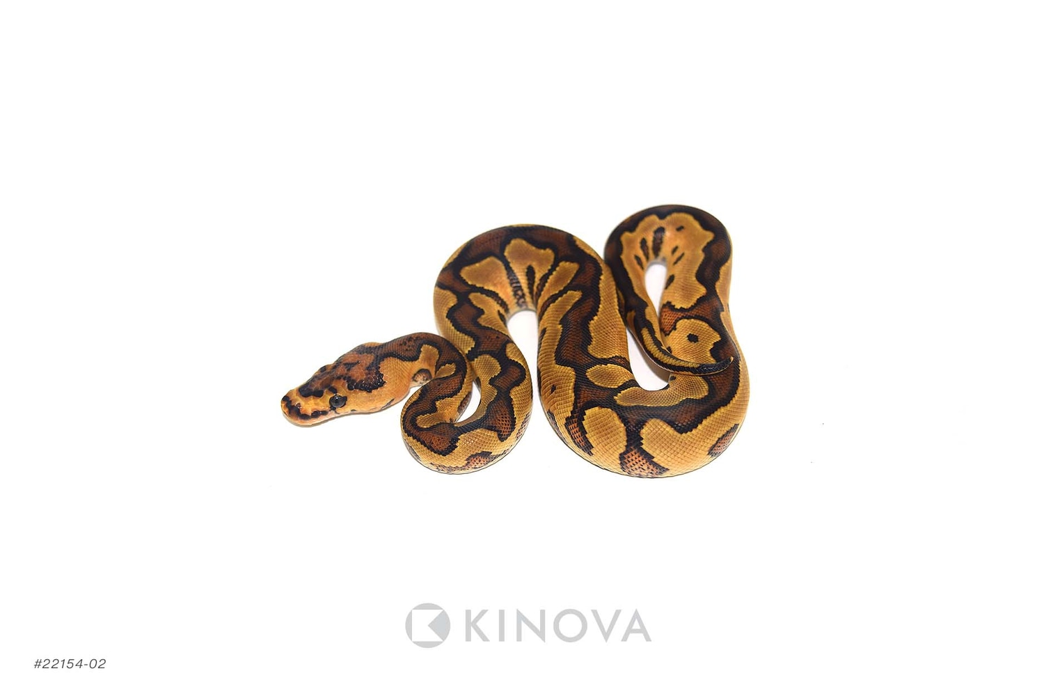 Enchi YB Clown 66% Het Hypo Ball Python by KINOVA - MorphMarket