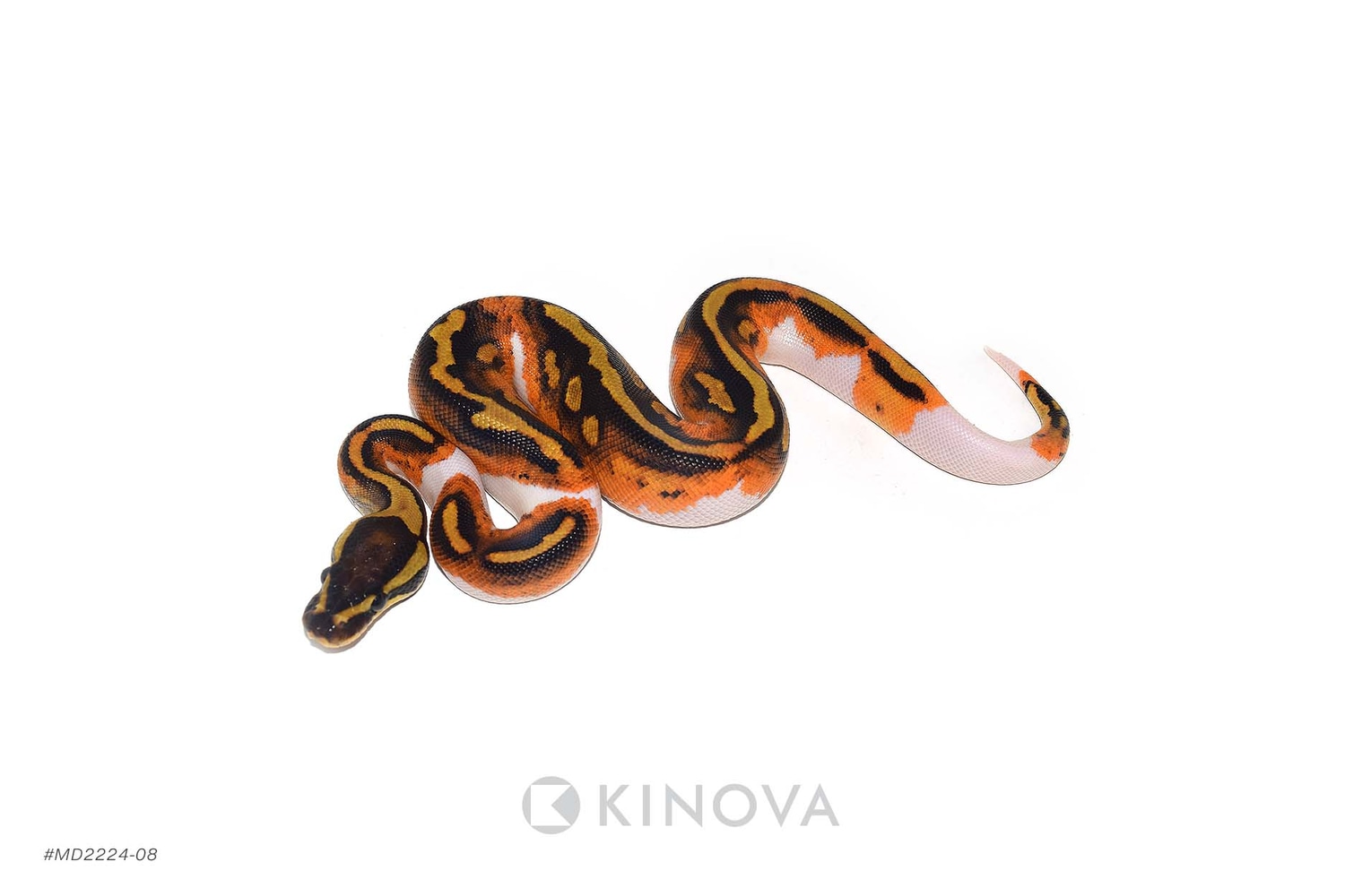 Pied Het Lavender Ball Python by KINOVA - MorphMarket