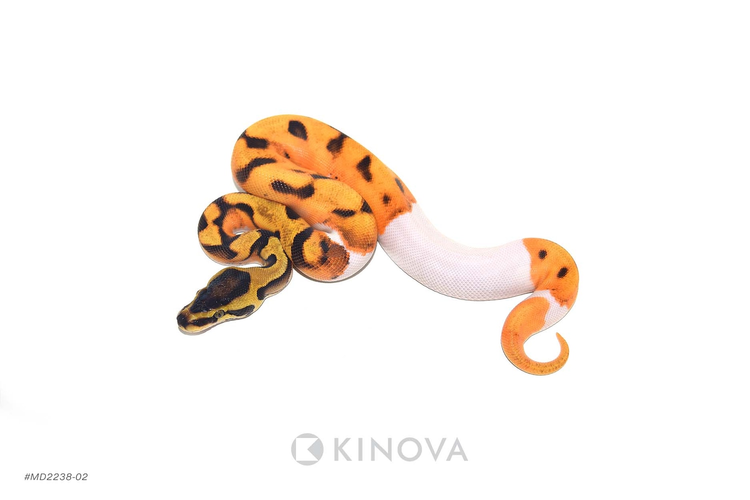 OD Enchi Pied Ball Python by KINOVA - MorphMarket