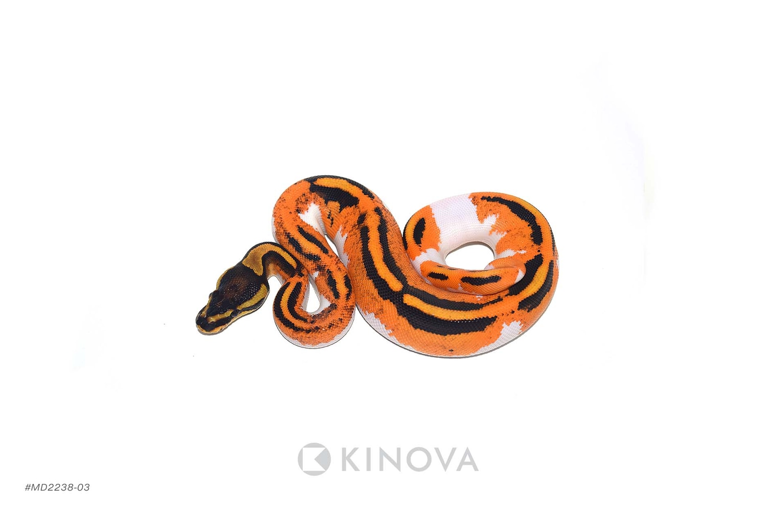 OD YB Pied Ball Python by KINOVA - MorphMarket