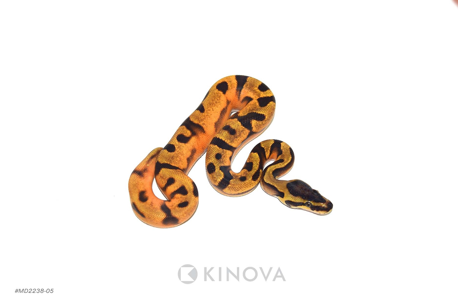 OD Enchi Pied Ball Python by KINOVA - MorphMarket