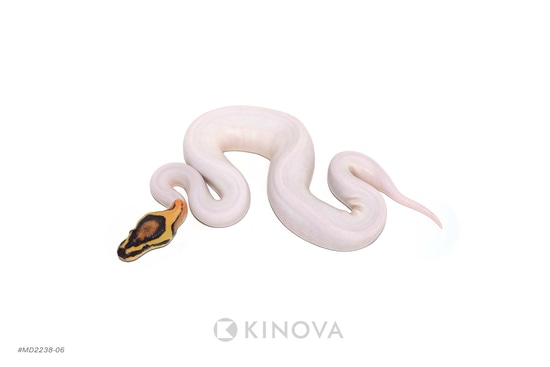 OD YB Fire Pied Ball Python by KINOVA