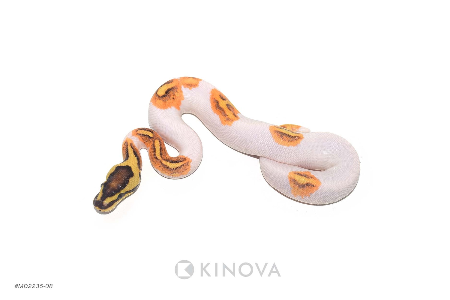 Enchi Fire YB Pied Ball Python by KINOVA - MorphMarket