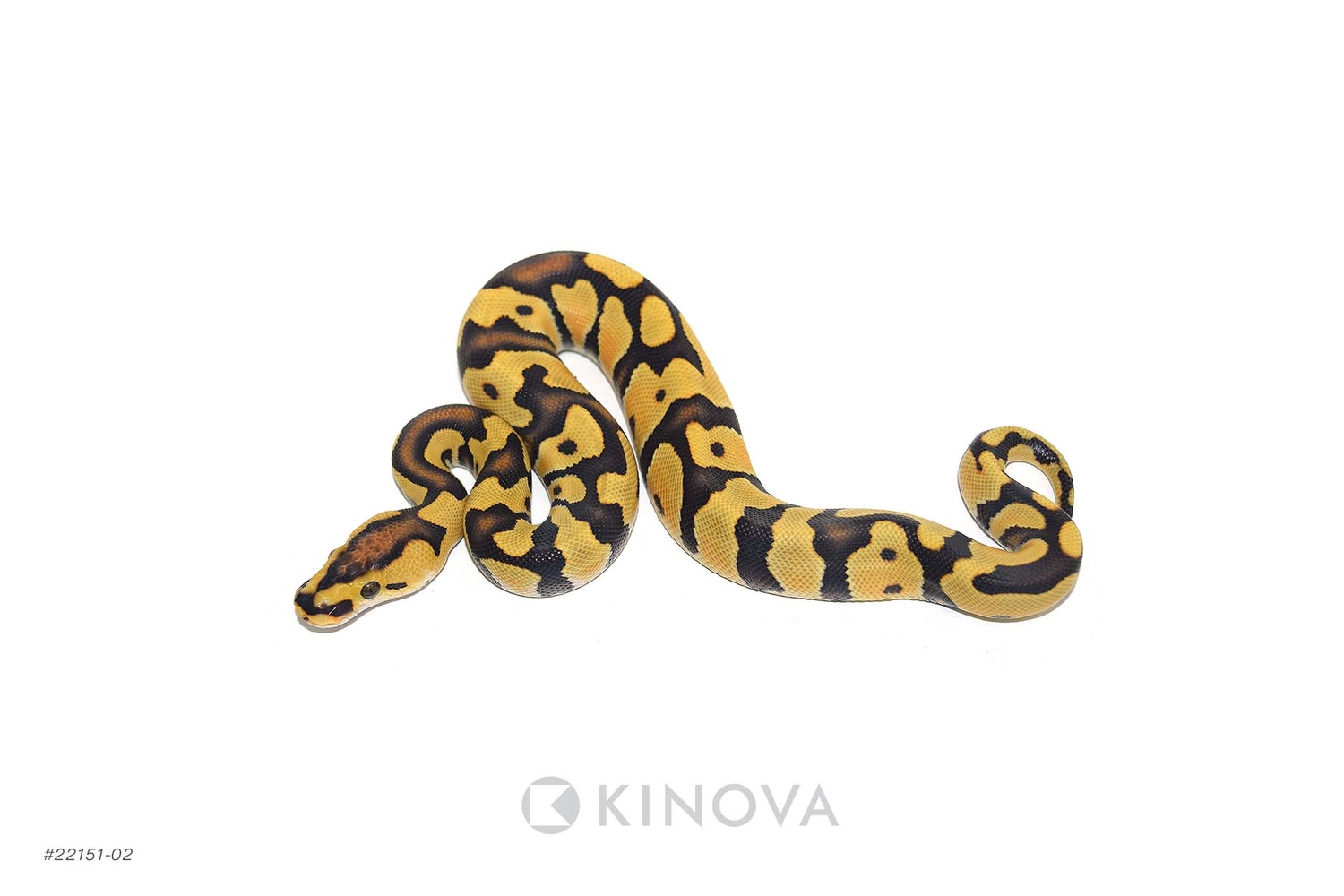 Enchi Desert Ghost Crypton Dbl Het Cryptic Clown 66% Het G-Stripe Ball ...