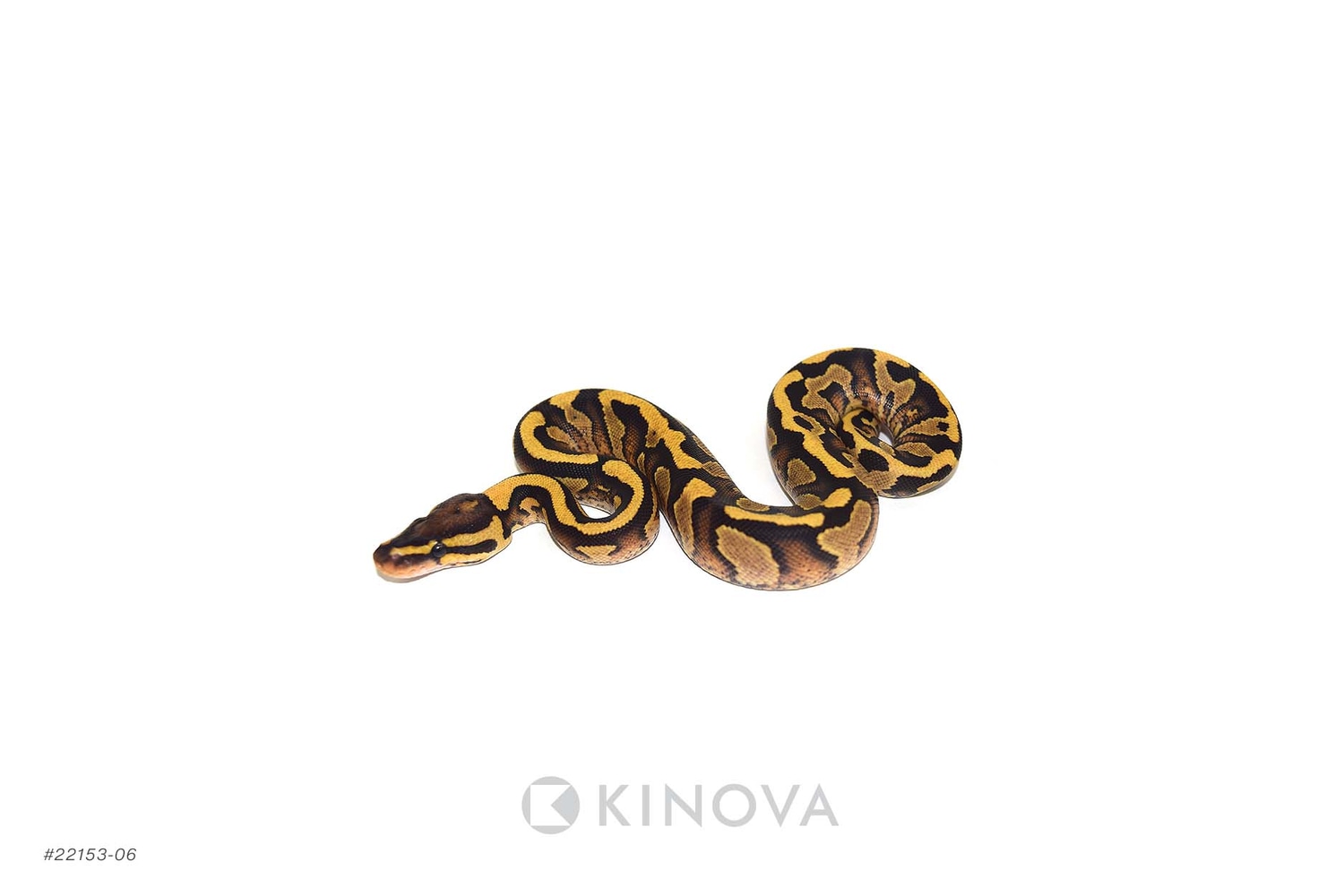Fire YB Spotnose Dbl Het Desert Ghost Clown 50% Het Hypo Ball Python by ...