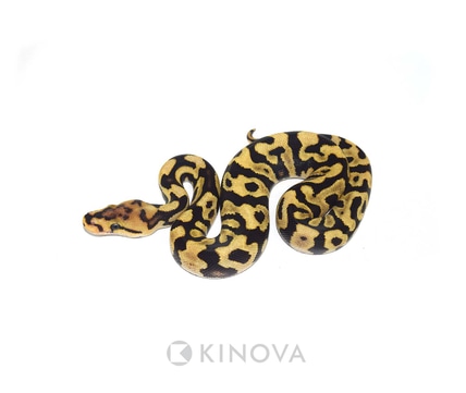 Blackhead Clown Ball Python by KINOVA - MorphMarket