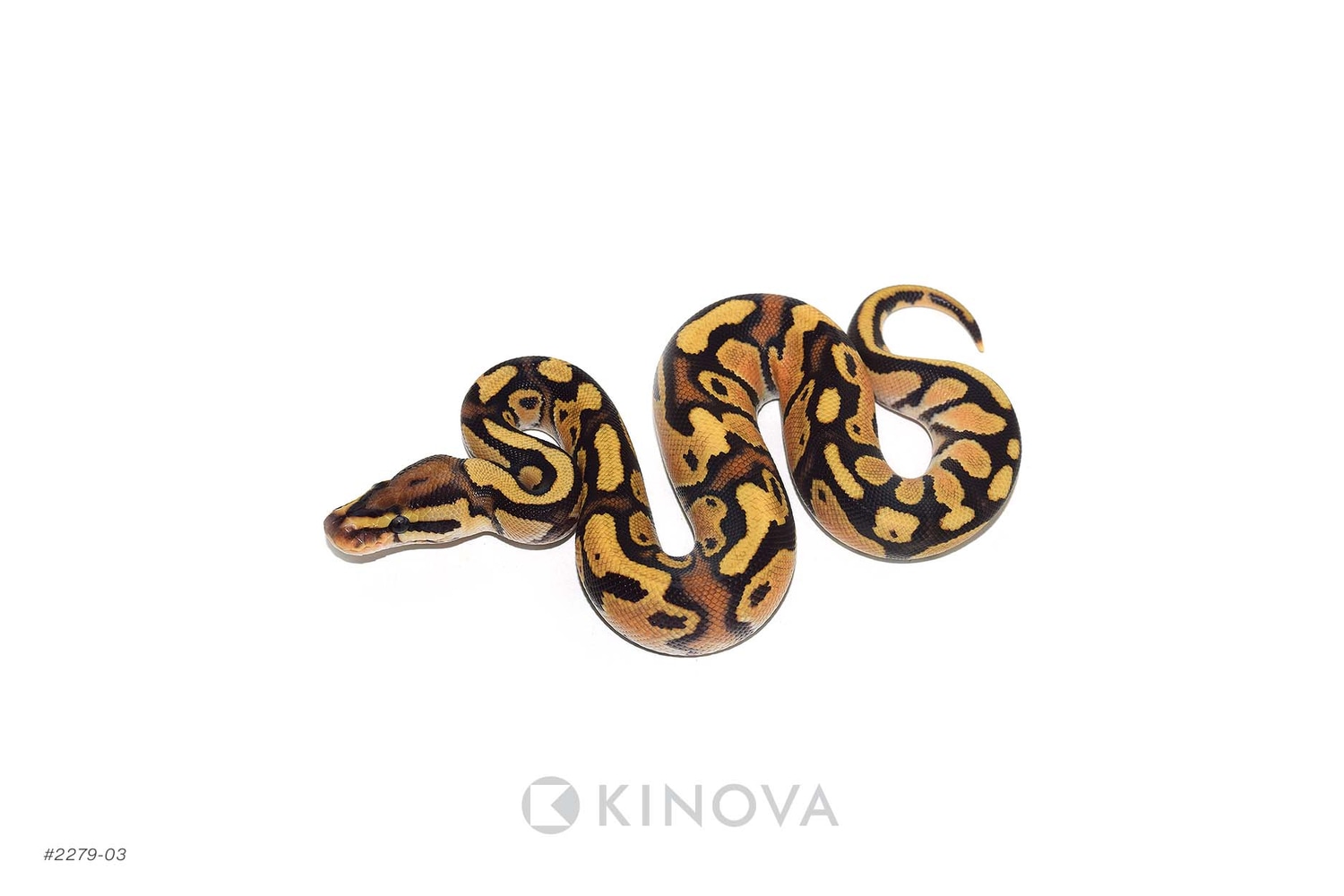 OD Fire Peach Het Clown Ball Python by KINOVA - MorphMarket