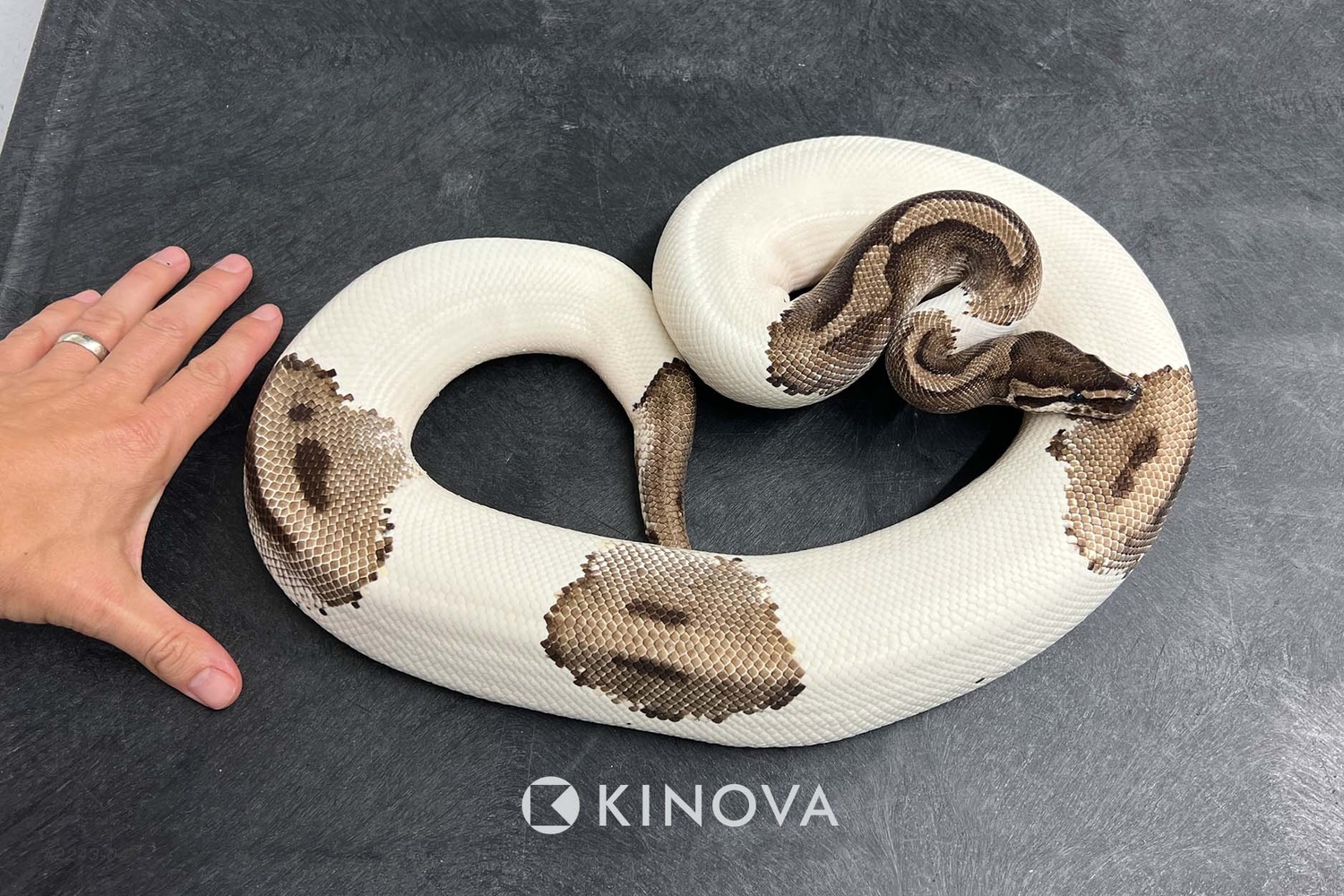 VPI Axanthic Piebald Ball Python by KINOVA - MorphMarket