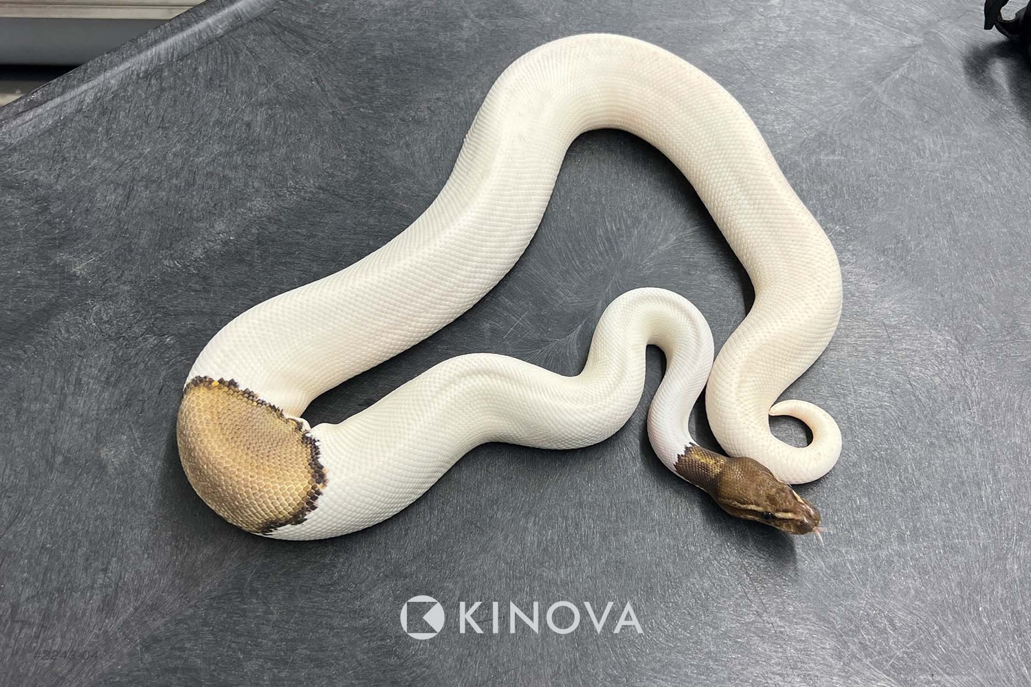 Mojave Pied Het VPI Axanthic Ball Python by KINOVA - MorphMarket