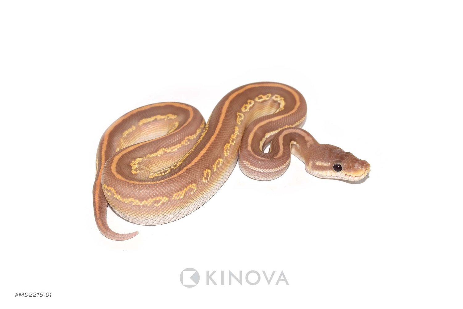 Black Pastel Leopard Blackhead Mojave Ultramel Ball Python by KINOVA - MorphMarket