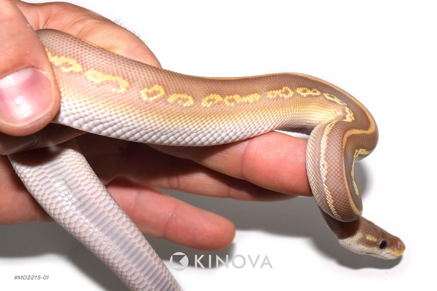 Black Pastel Leopard Blackhead Mojave Ultramel Ball Python by KINOVA - MorphMarket