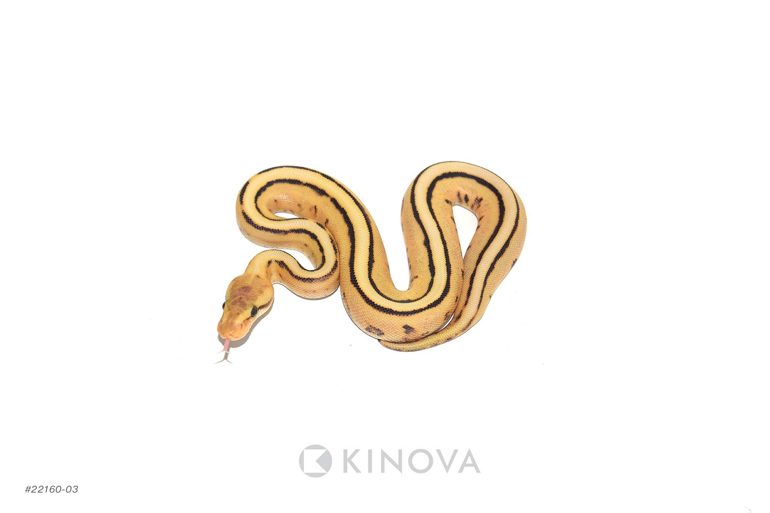 Fire Spotnose Desert Ghost G-Stripe Het Cryptic Ball Python by KINOVA ...