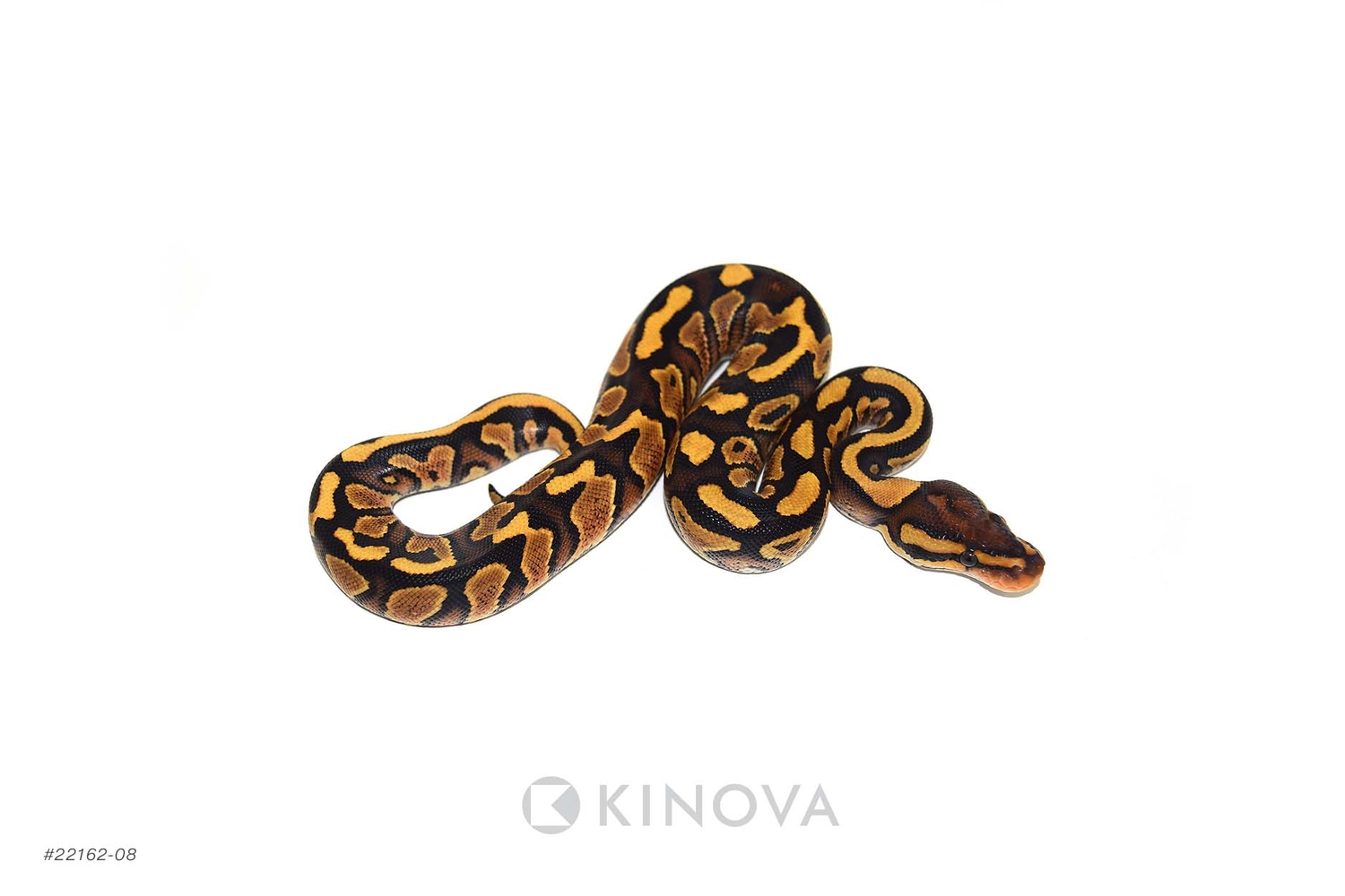 Special YB Het Clown Ball Python by KINOVA - MorphMarket