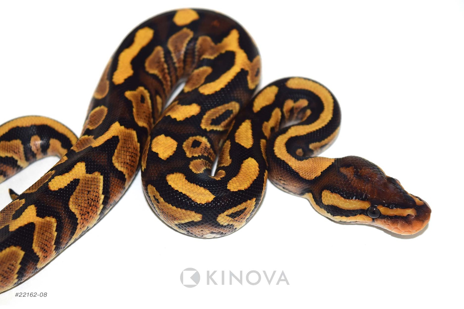Special YB Het Clown Ball Python by KINOVA - MorphMarket