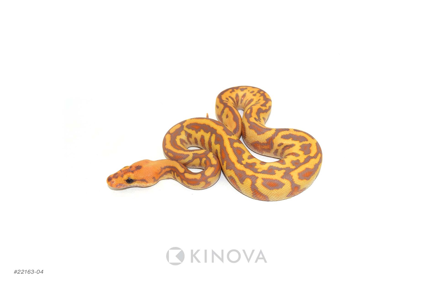 YB Coral Glow Batman (Female Maker!) Ball Python by KINOVA - MorphMarket