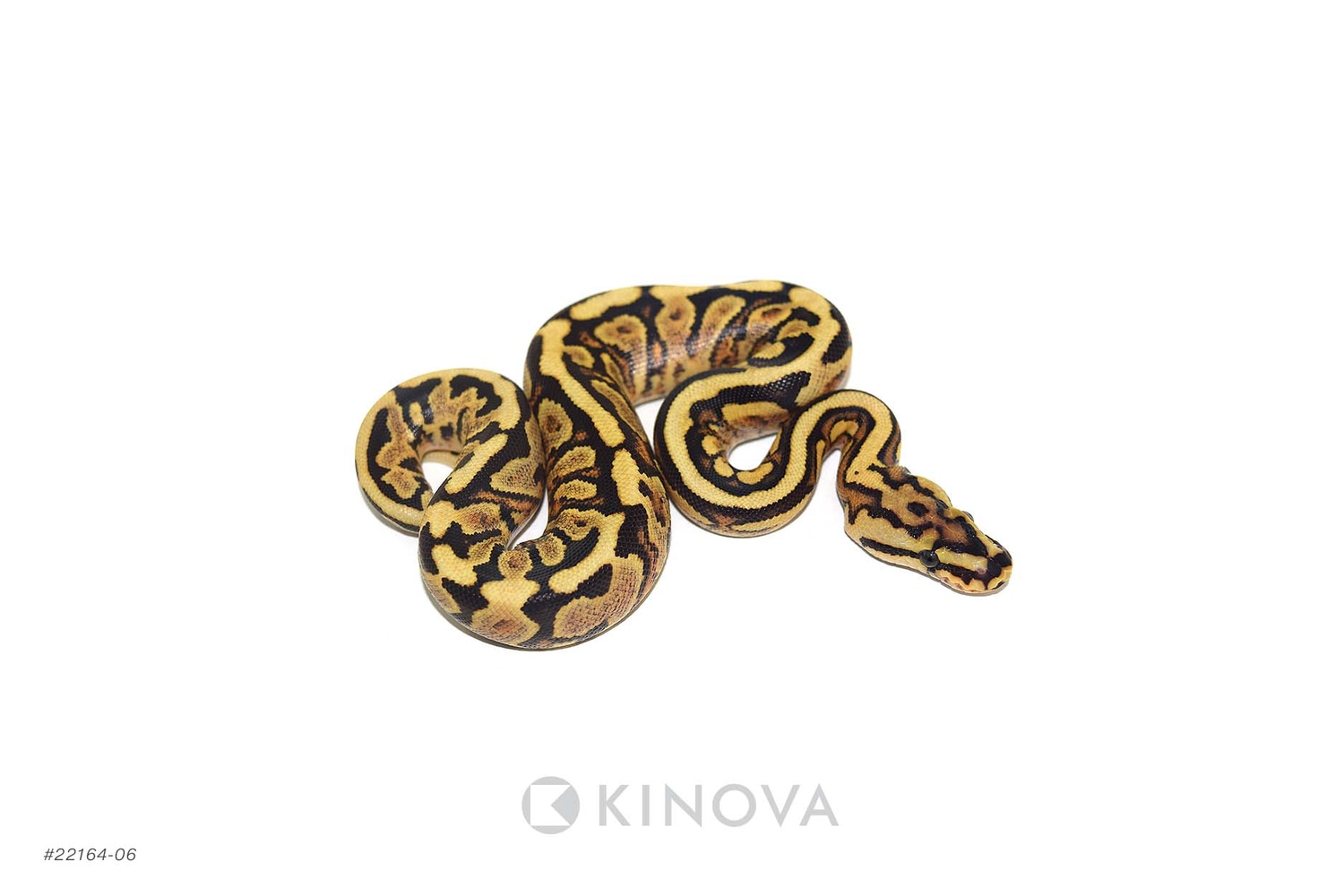 Enchi Fire YB Spotnose Het Clown Ball Python by KINOVA - MorphMarket