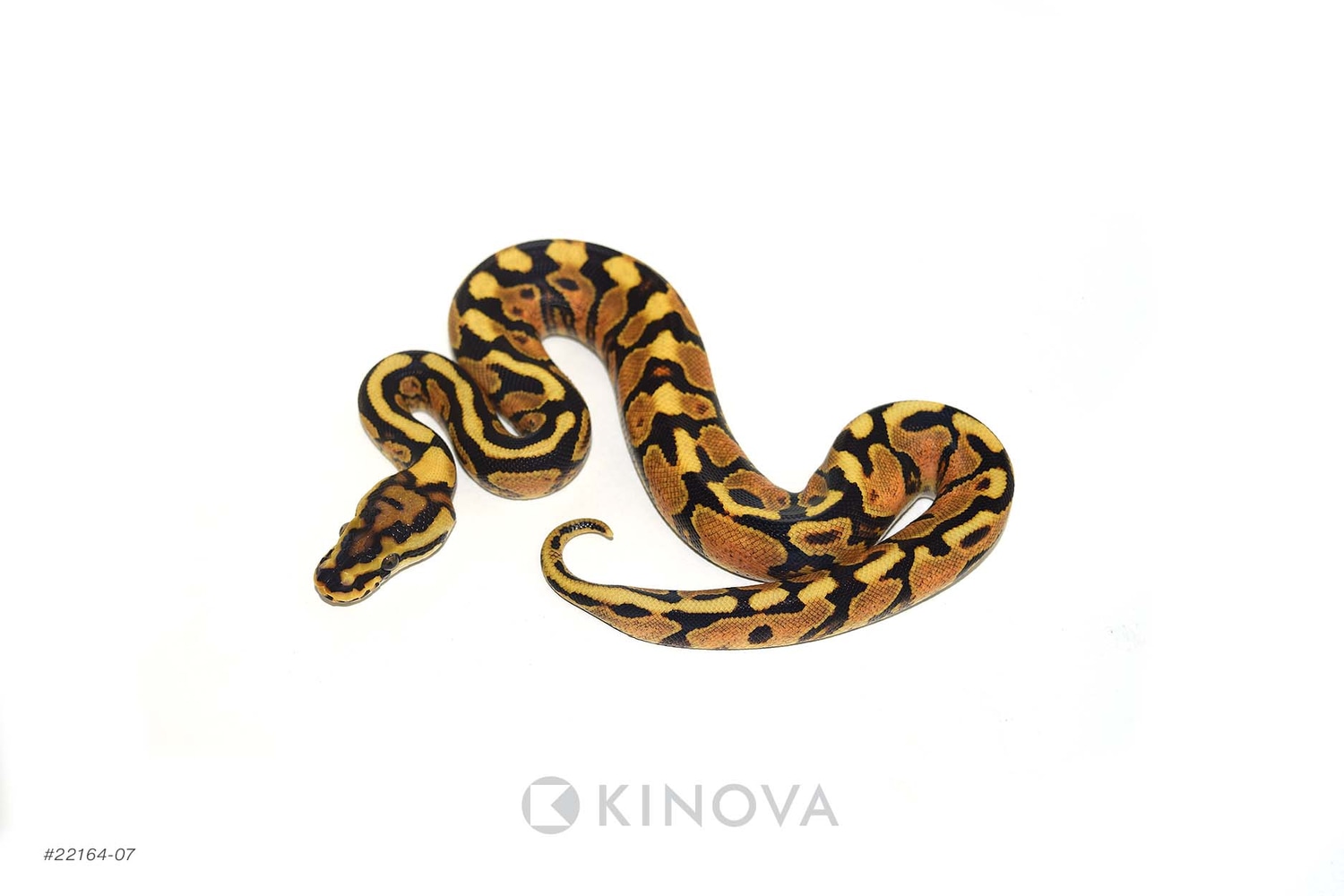 Enchi Redstripe YB Spotnose Het Clown Ball Python by KINOVA - MorphMarket