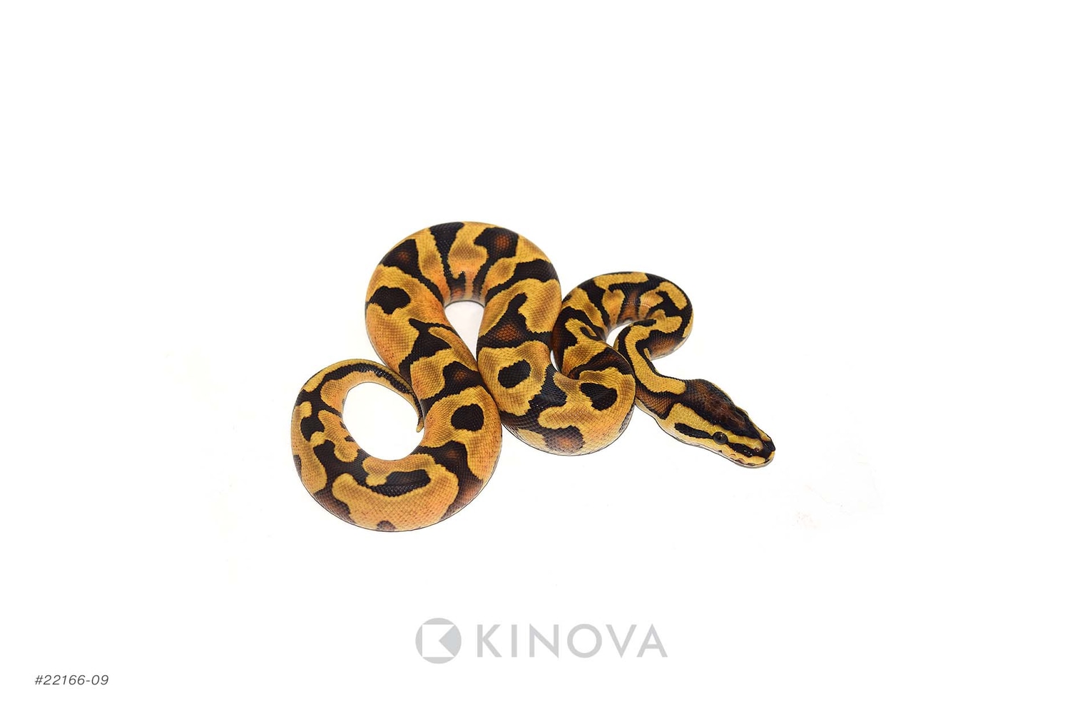 Enchi YB Vanilla Het Pied 50% Het Axanthic Ball Python by KINOVA ...