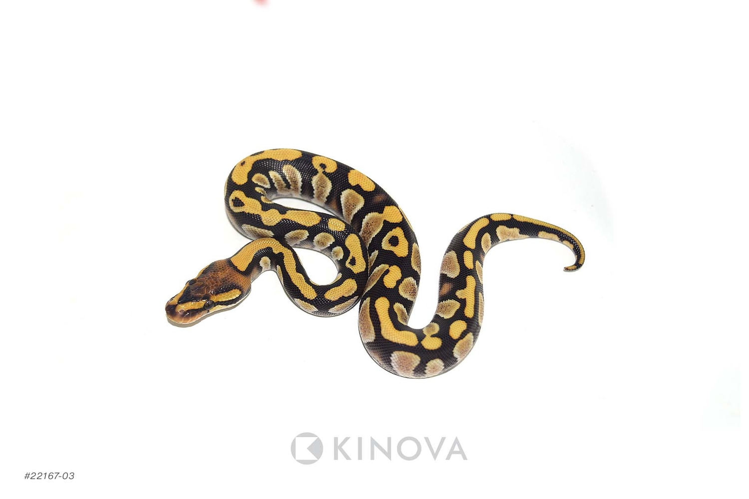 Enchi Cypress Desert Ghost 50% Het Hypo Ball Python by KINOVA - MorphMarket
