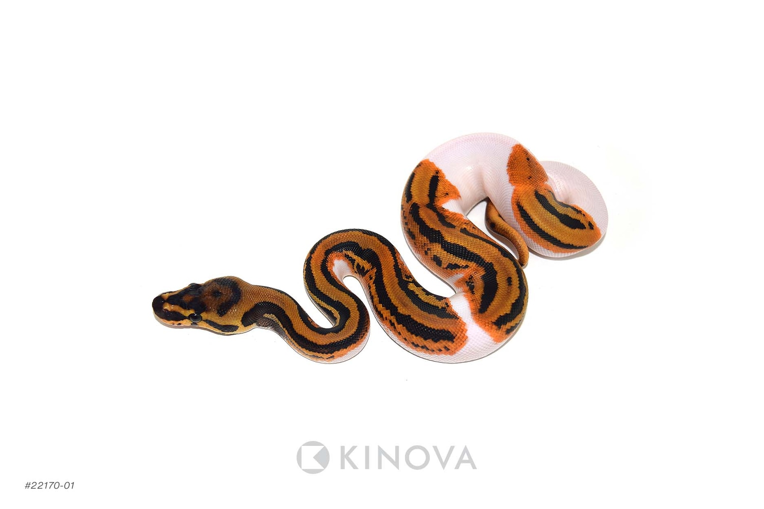 Leopard YB Pied Het Clown Ball Python by KINOVA - MorphMarket