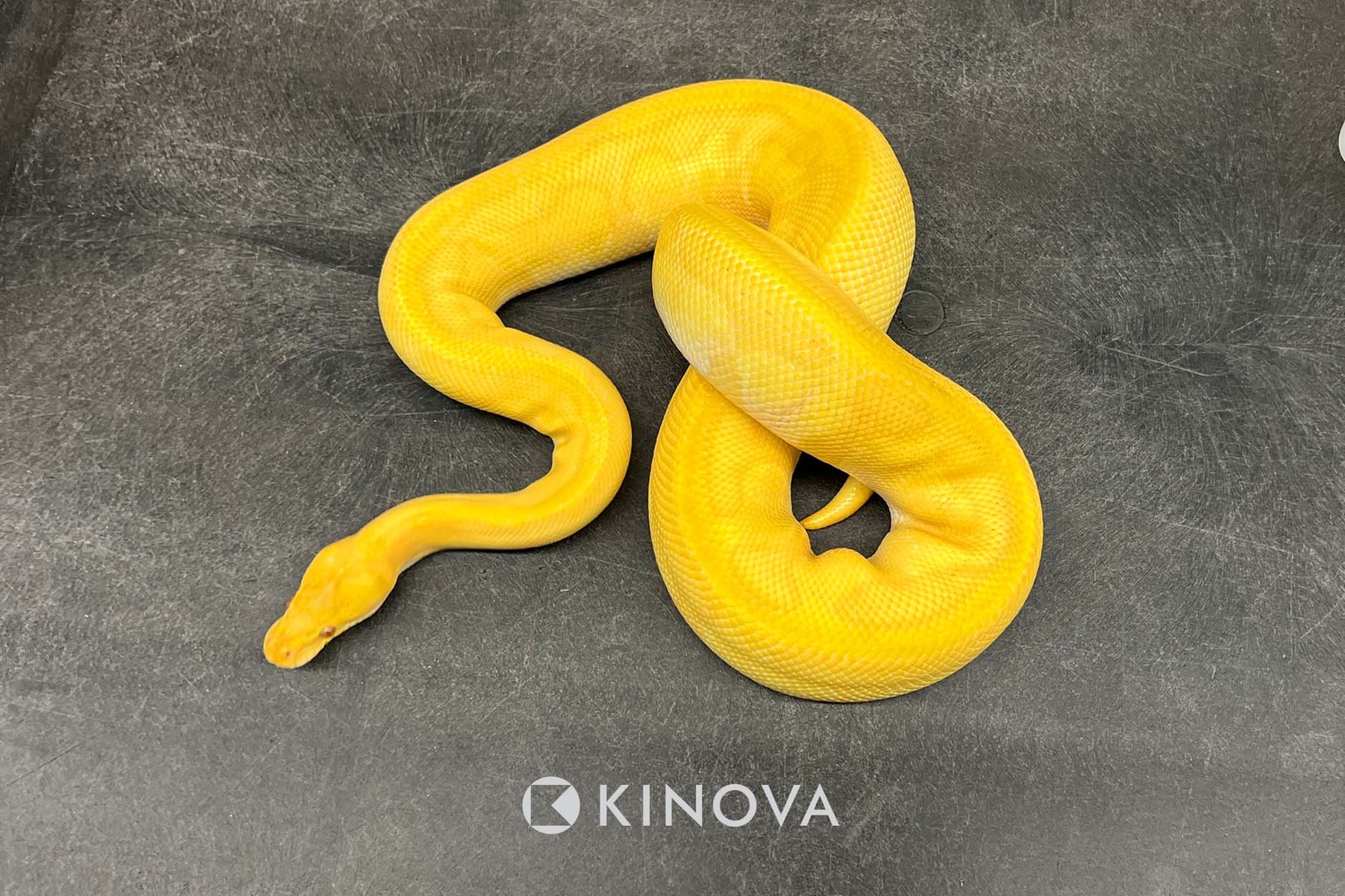 Super Enchi Leopard Lavender Ball Python by KINOVA - MorphMarket