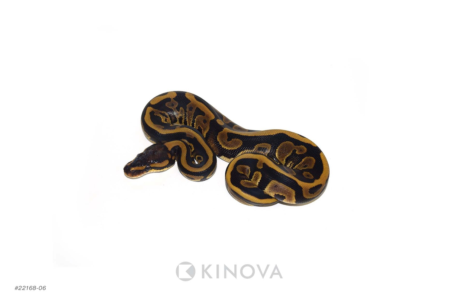 Leopard Het Desert Ghost 50% Het G-Stripe Ball Python by KINOVA ...