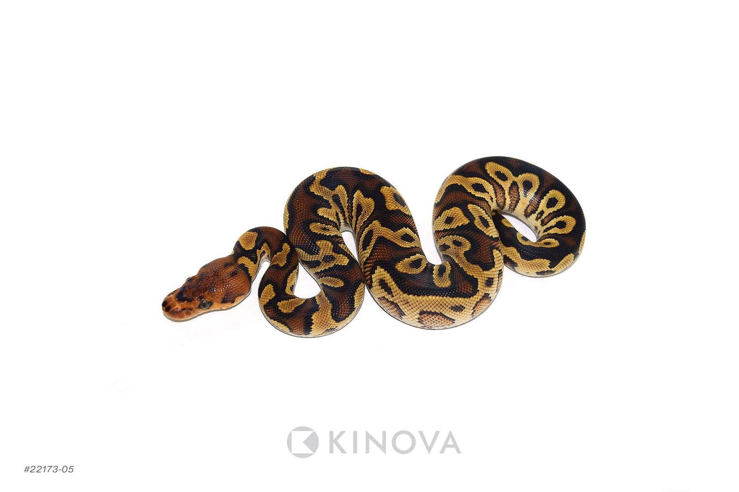 Cypress Clown Ball Python by KINOVA - MorphMarket