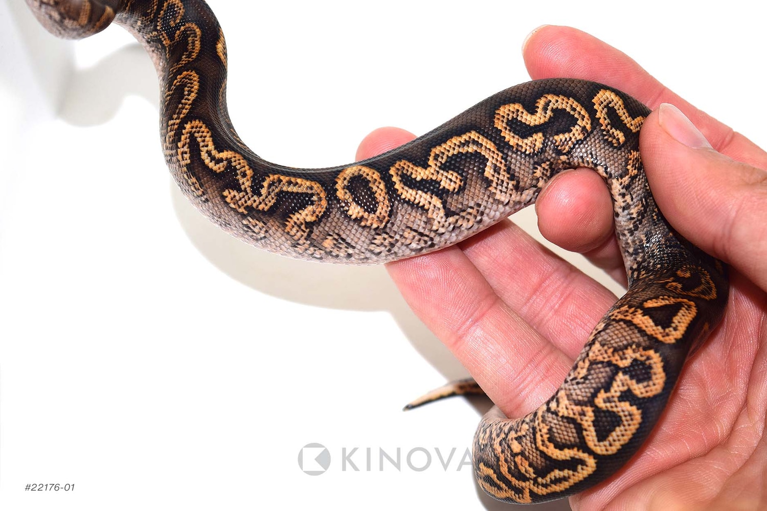 Black Pastel GHI YB Spotnose Clown Ball Python by KINOVA - MorphMarket
