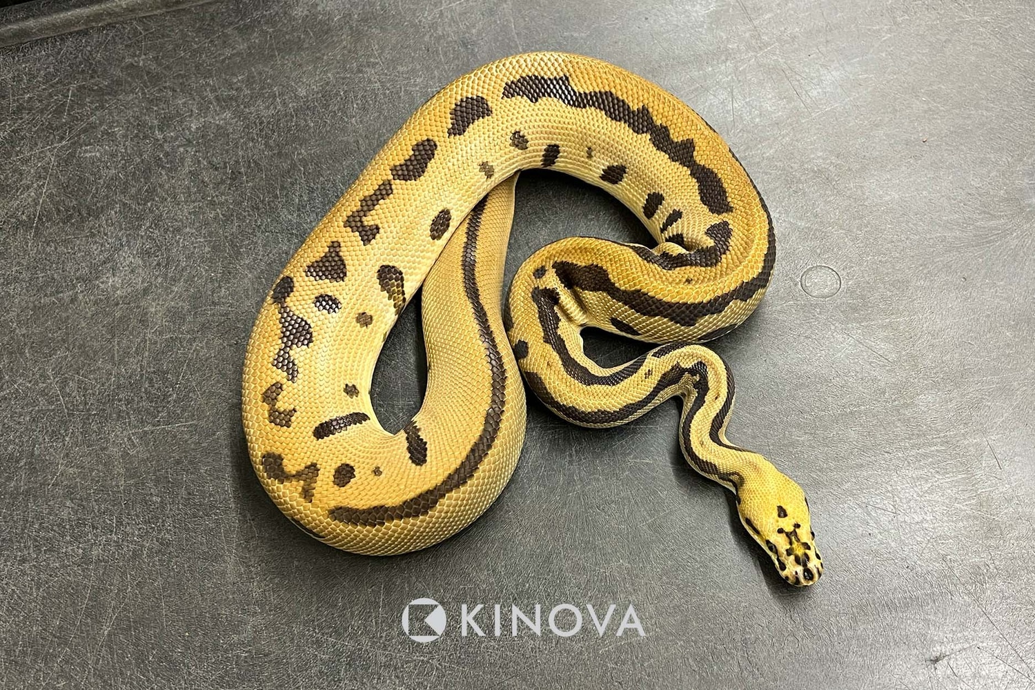 Batman Ball Python by KINOVA - MorphMarket