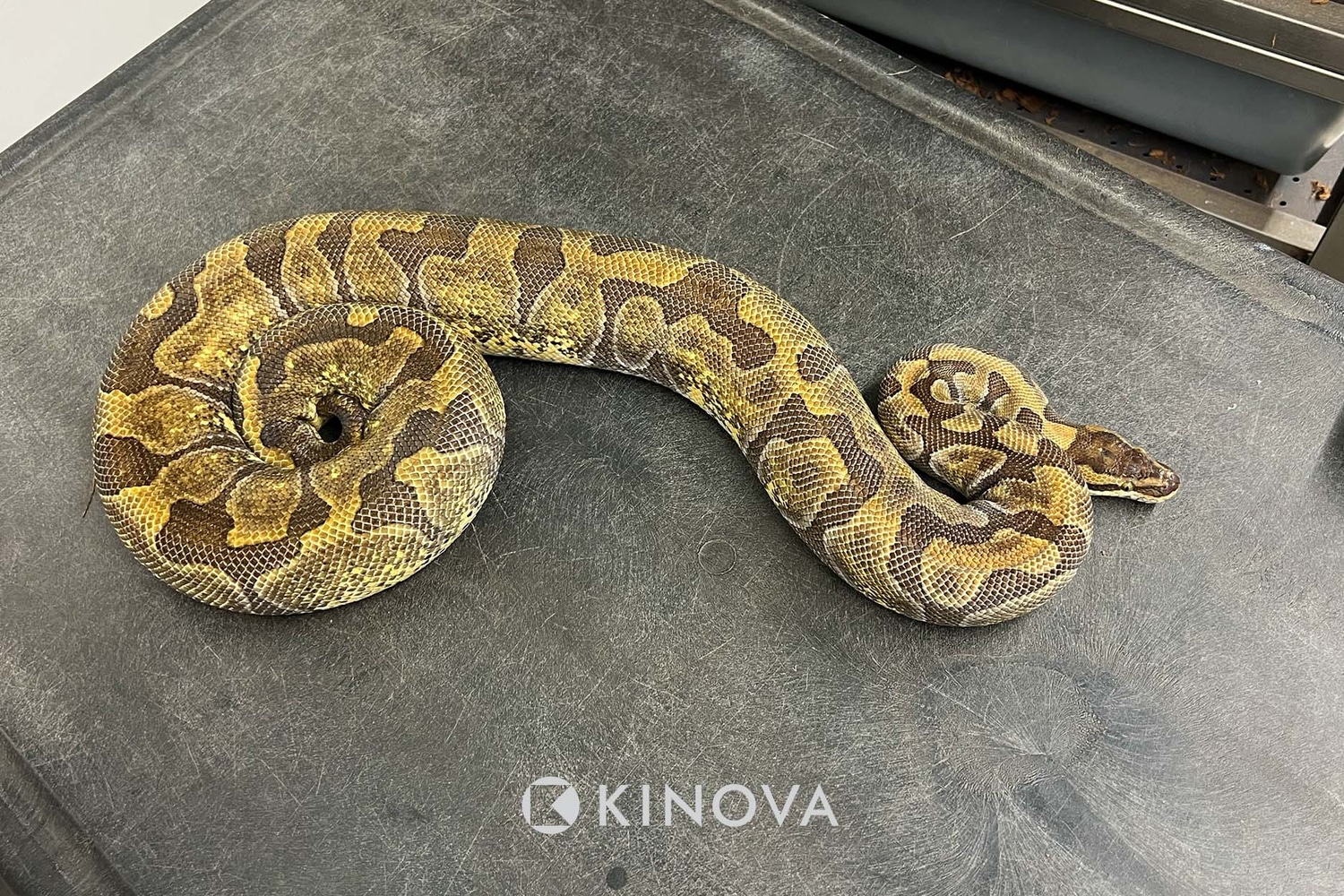 Enchi Ball Python by KINOVA - MorphMarket
