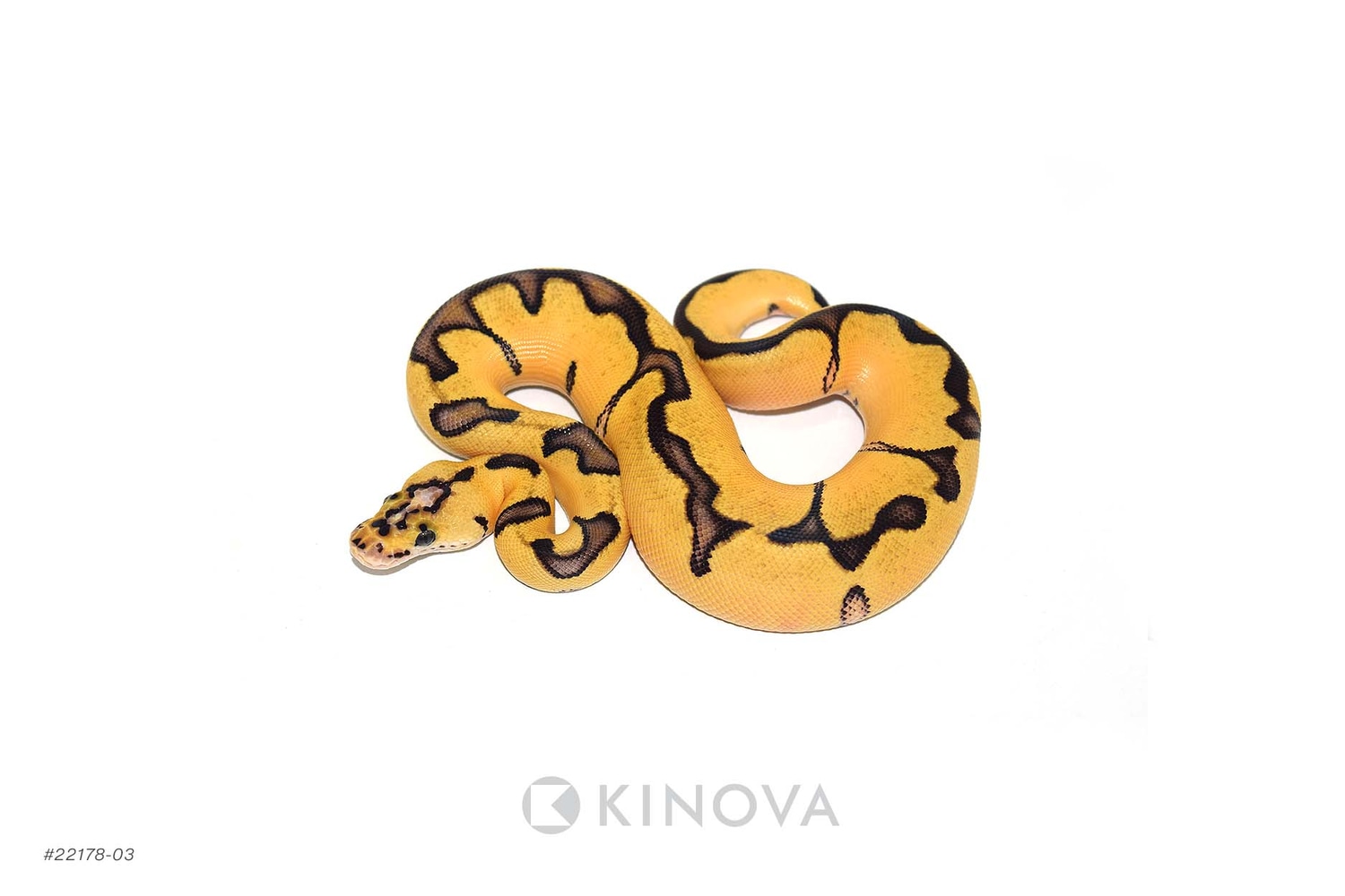 Pastel Enchi Clown Het Desert Ghost Ball Python by KINOVA - MorphMarket