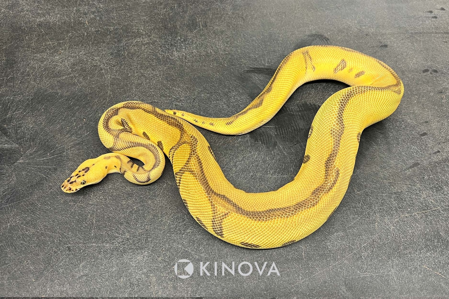 Pastel Enchi Leopard Clown Dbl Het Desert Ghost G-Stripe Ball Python by ...