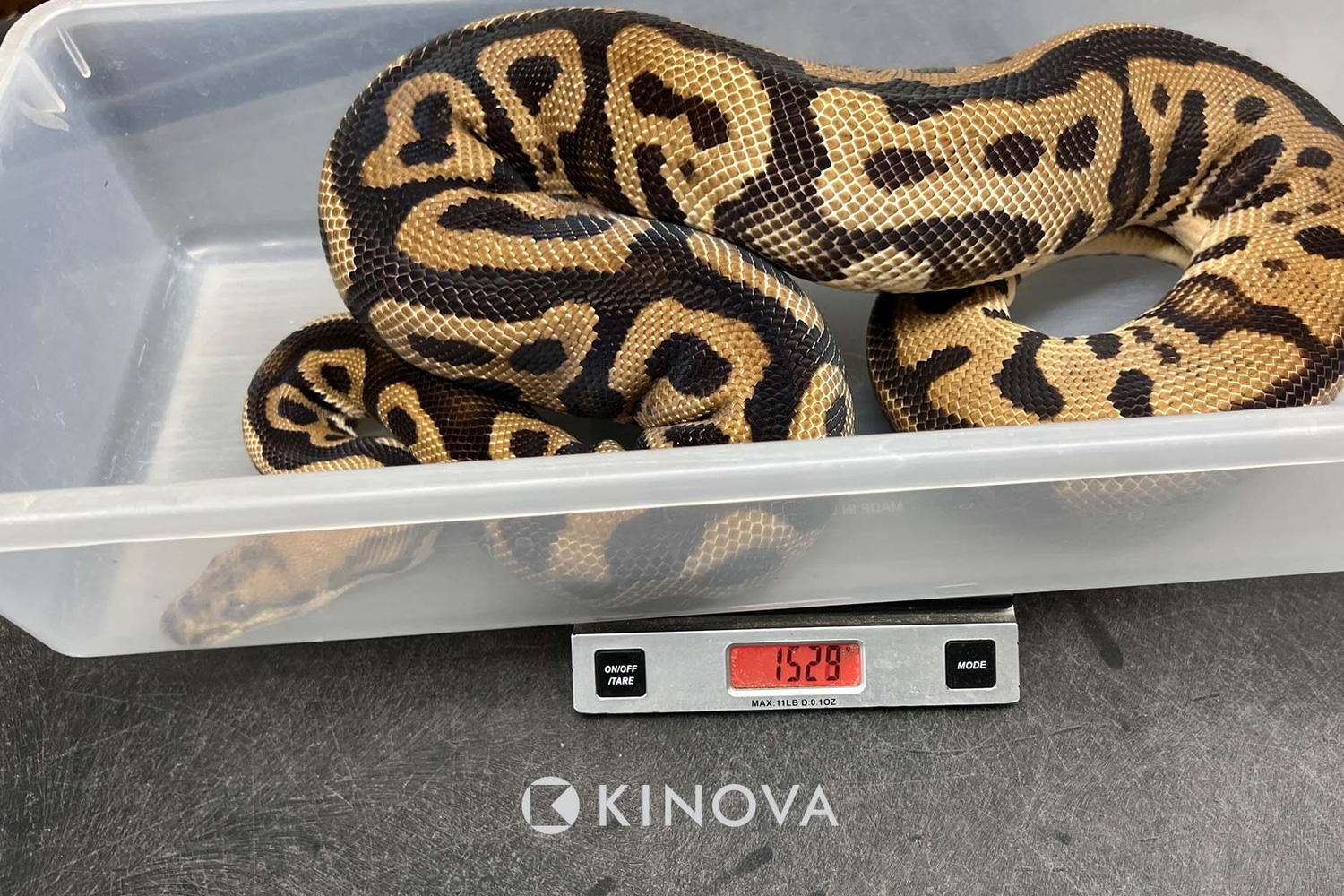 Chocolate Batman Ball Python by KINOVA - MorphMarket