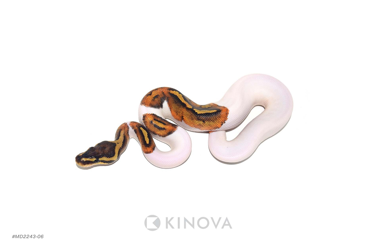 Fire Pied Ball Python by KINOVA - MorphMarket