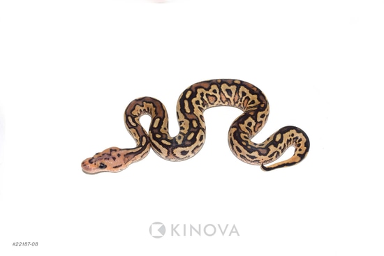 Black Pastel Fire Redstripe Spotnose Clown Ball Python by KINOVA - MorphMarket