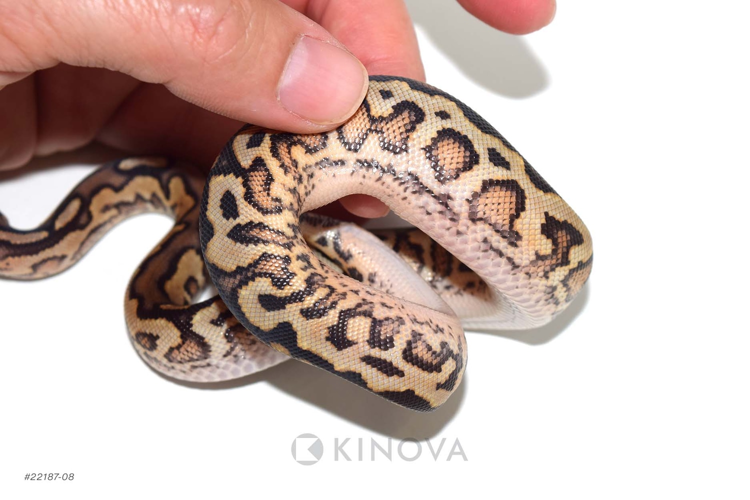 Black Pastel Fire Redstripe Spotnose Clown Ball Python by KINOVA ...