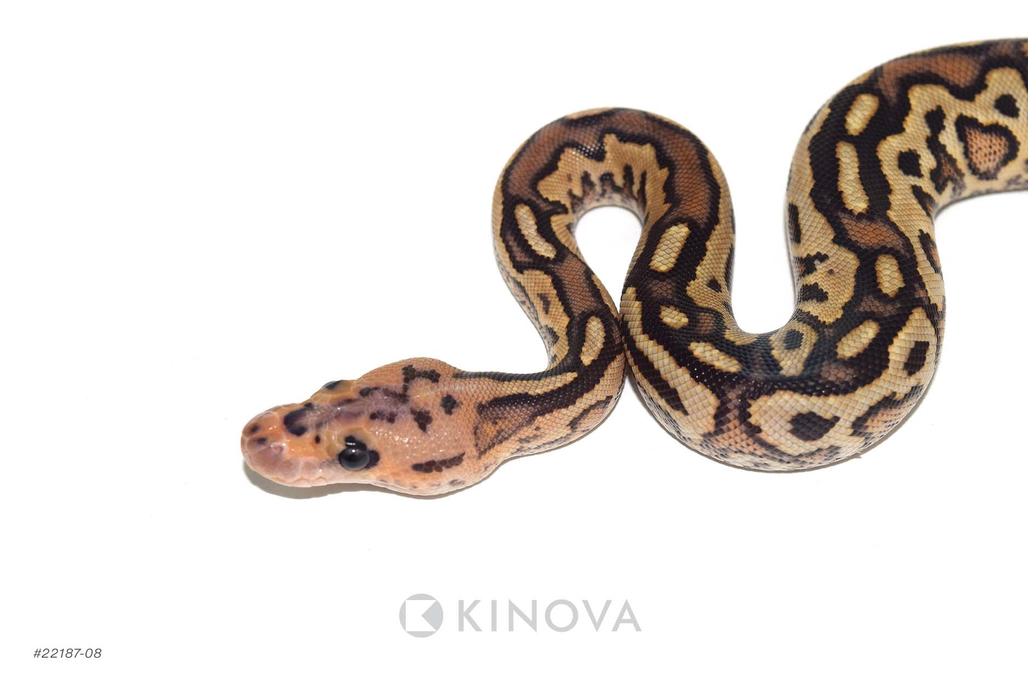 Black Pastel Fire Redstripe Spotnose Clown Ball Python by KINOVA ...