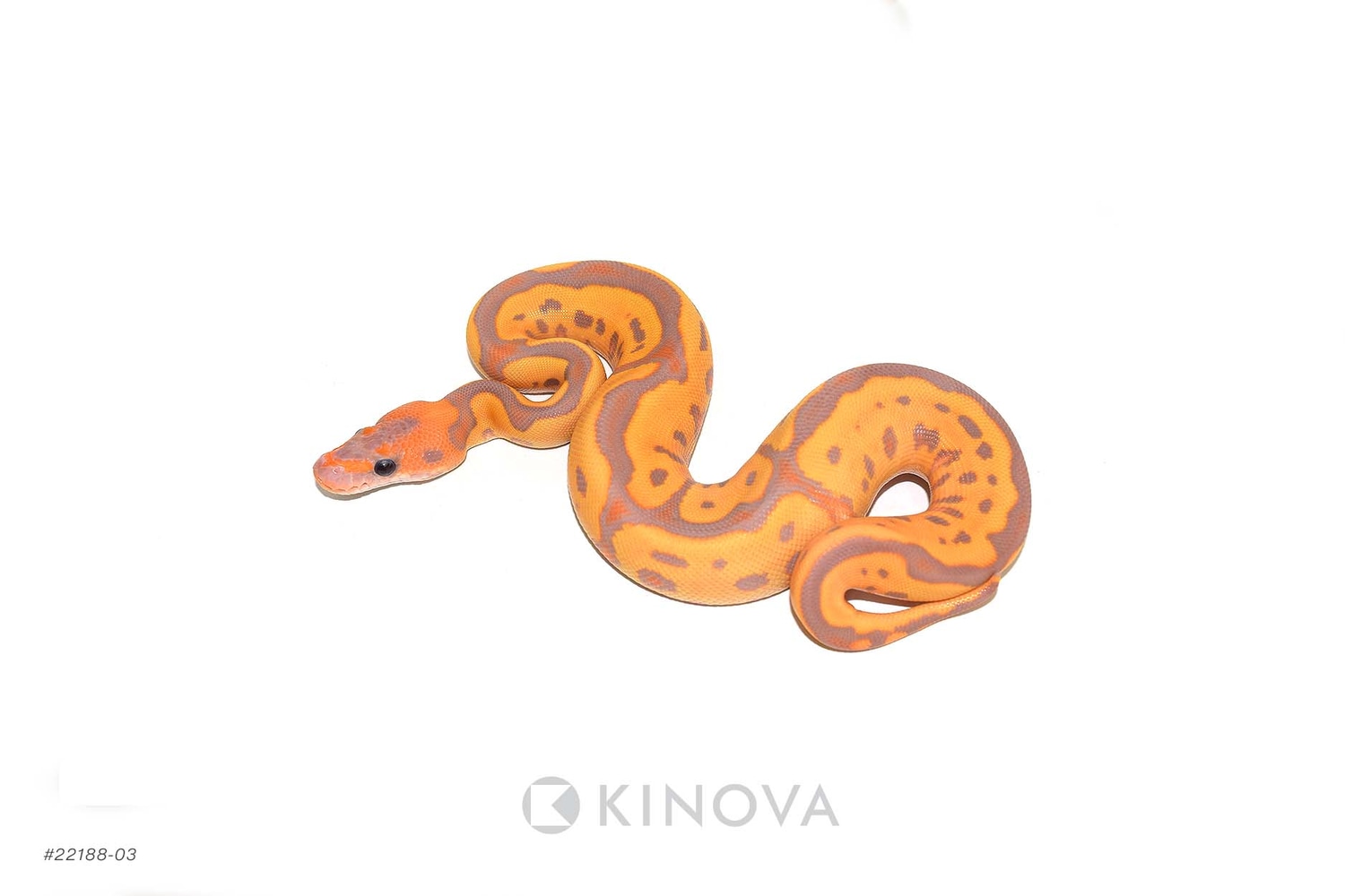 Wookie Leopard Coral Glow Clown Ball Python by KINOVA - MorphMarket